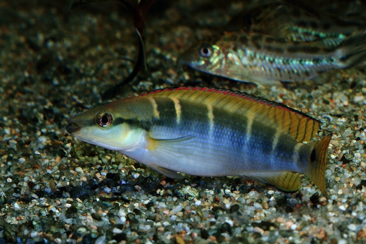 Groupe Crenicichla Wallaci - Crenicichla compressiceps ...