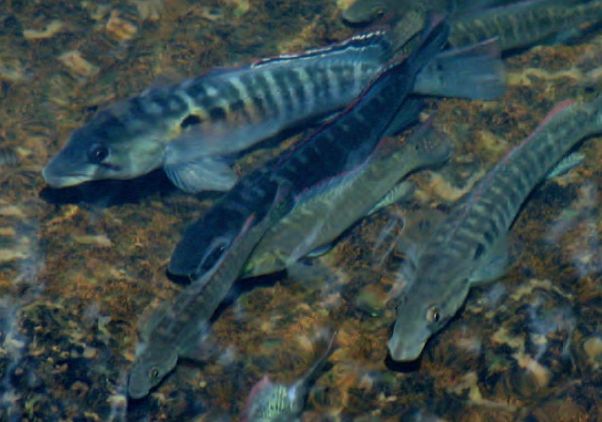 Crenicichla (lacustris) tapii - CichlidameriqueCichlidamerique