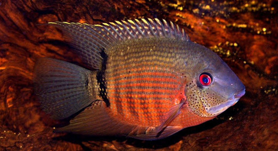 Heros liberifer...le seul Heros incubateur buccal (2ème partie ...