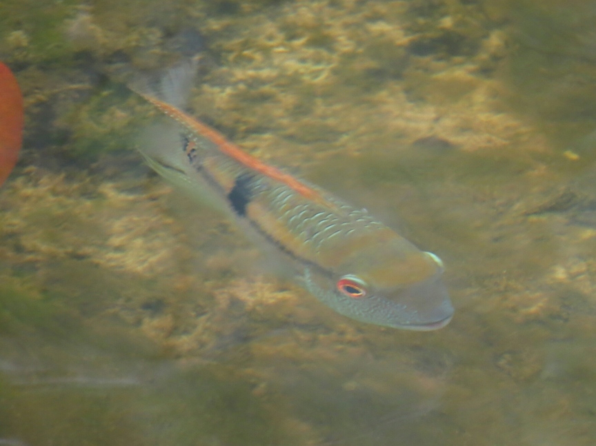 Aequidens pallidus - CichlidameriqueCichlidamerique