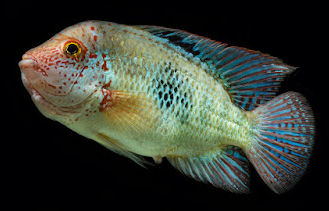 Herichthys deppii - Article n°2 : Taxonomie & Nom ...