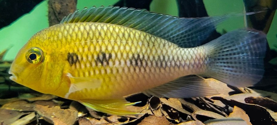 Crenicara punctulata - CichlidameriqueCichlidamerique