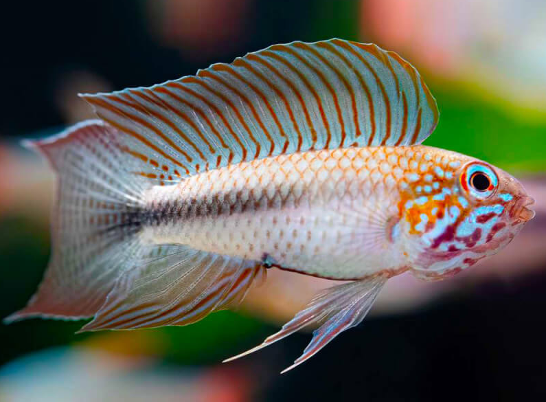 RAPPEL SUR LES APISTOGRAMMA - CichlidameriqueCichlidamerique