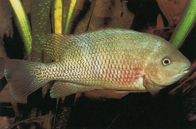 Talamancaheros sieboldii - CichlidameriqueCichlidamerique