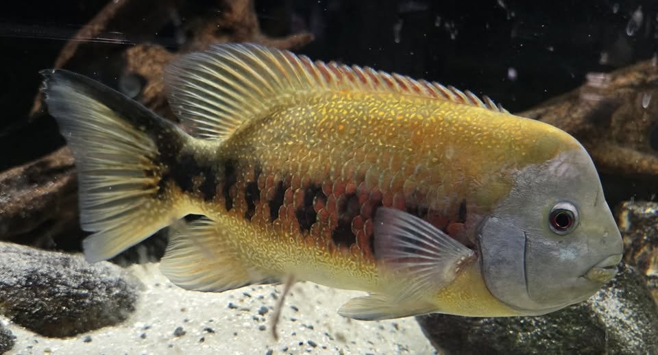 Nouvelle publication : Tomocichla tuba - CichlidameriqueCichlidamerique