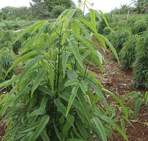 Aequidens metae | Cichlidamerique